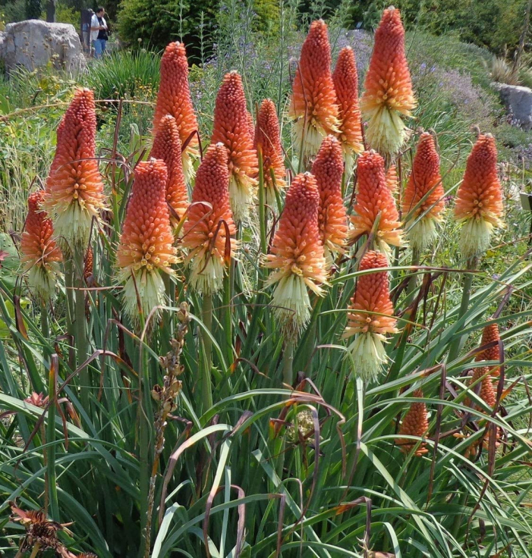 Fakľovka ´Flamenco´ - Stromo.sk