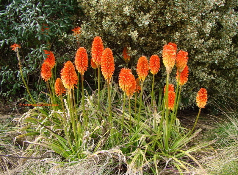 Fakľovka ´Flamenco´ - Stromo.sk