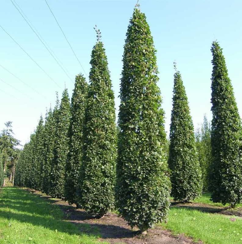 Dub letný ´Fastigiate Koster´ - Stromo.sk