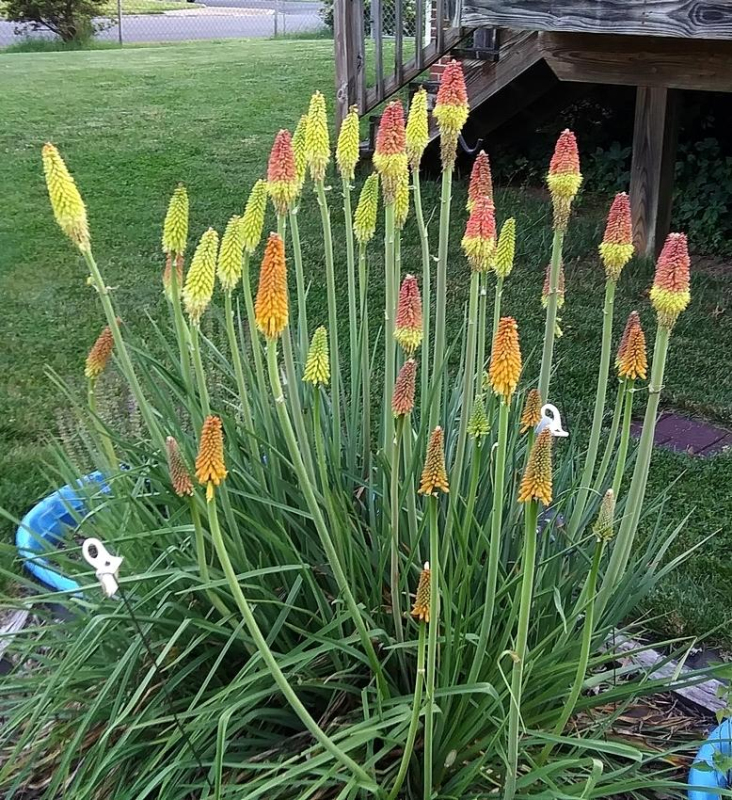 Fakľovka ´Flamenco´ - Stromo.sk