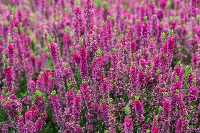 Vres obyčajný ´Disco Queen´ - Stromo.sk